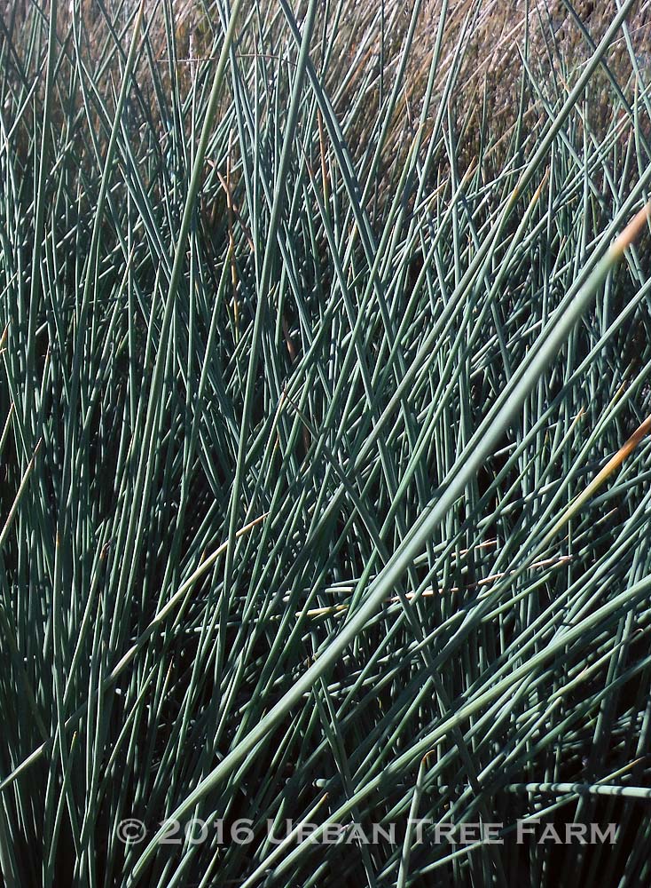 Juncus patens 'Elk Blue' | Urban Tree Farm Nursery