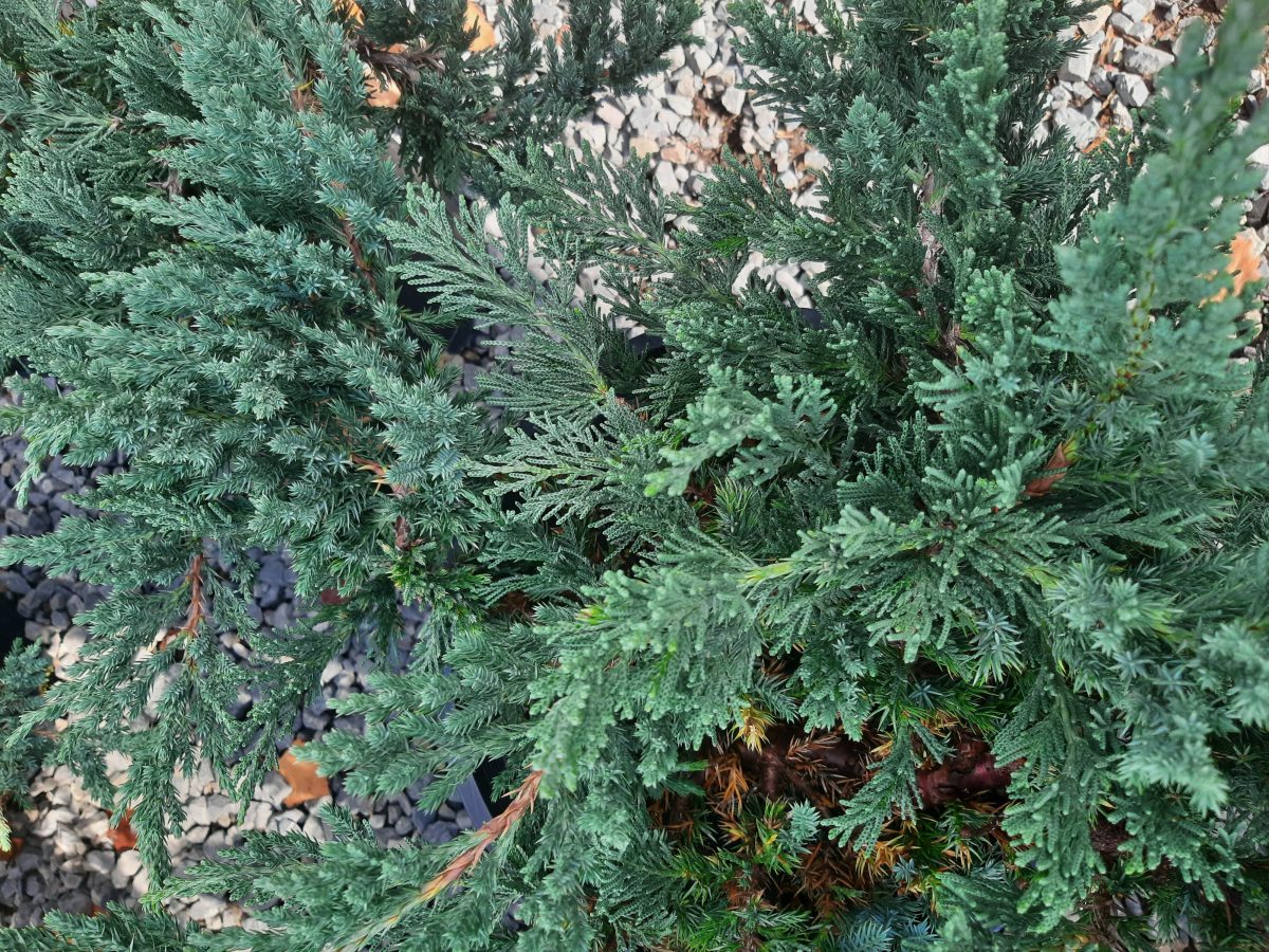 Juniperus chinensis 'Prostrata' | Urban Tree Farm Nursery