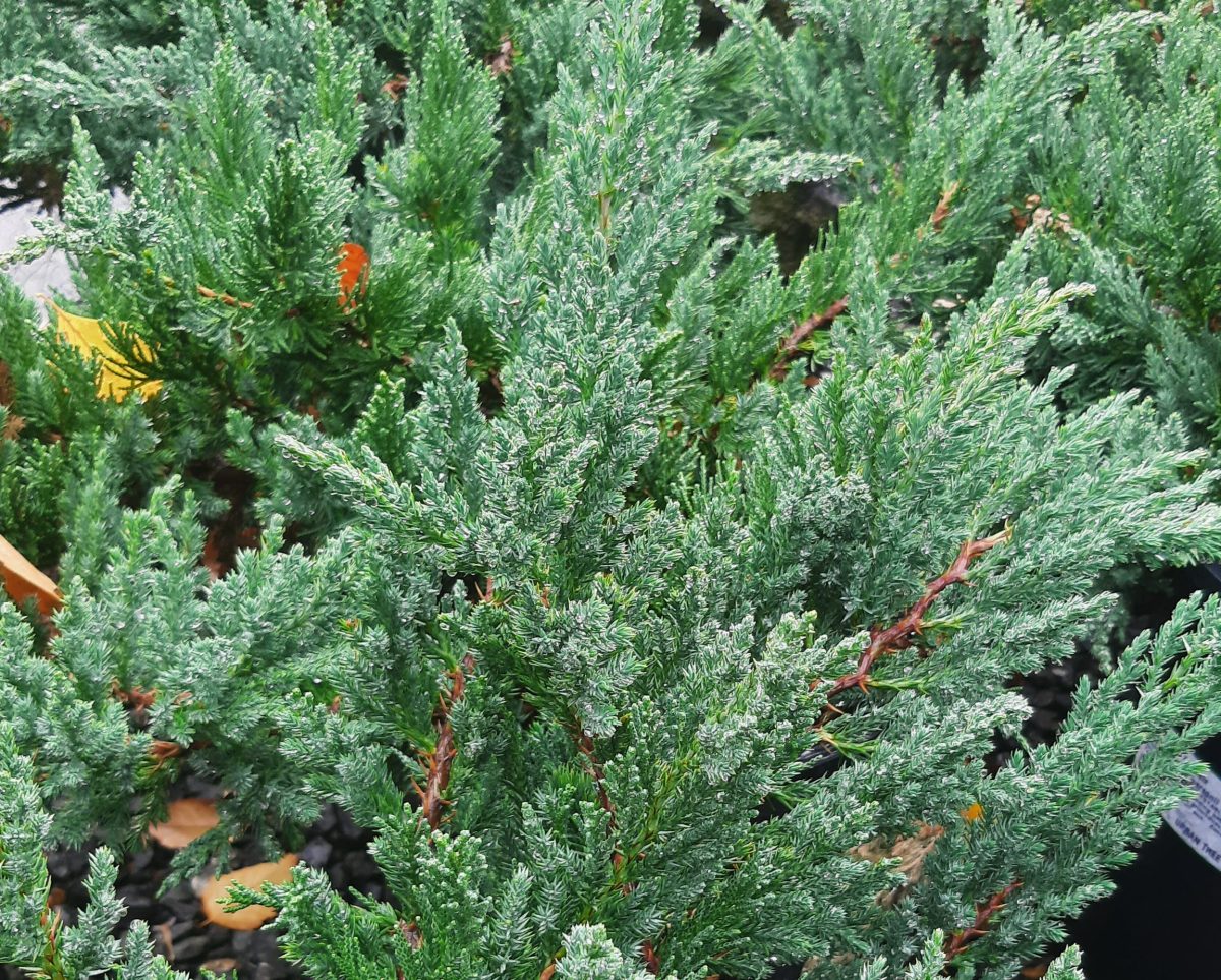 Juniperus chinensis 'Prostrata' | Urban Tree Farm Nursery