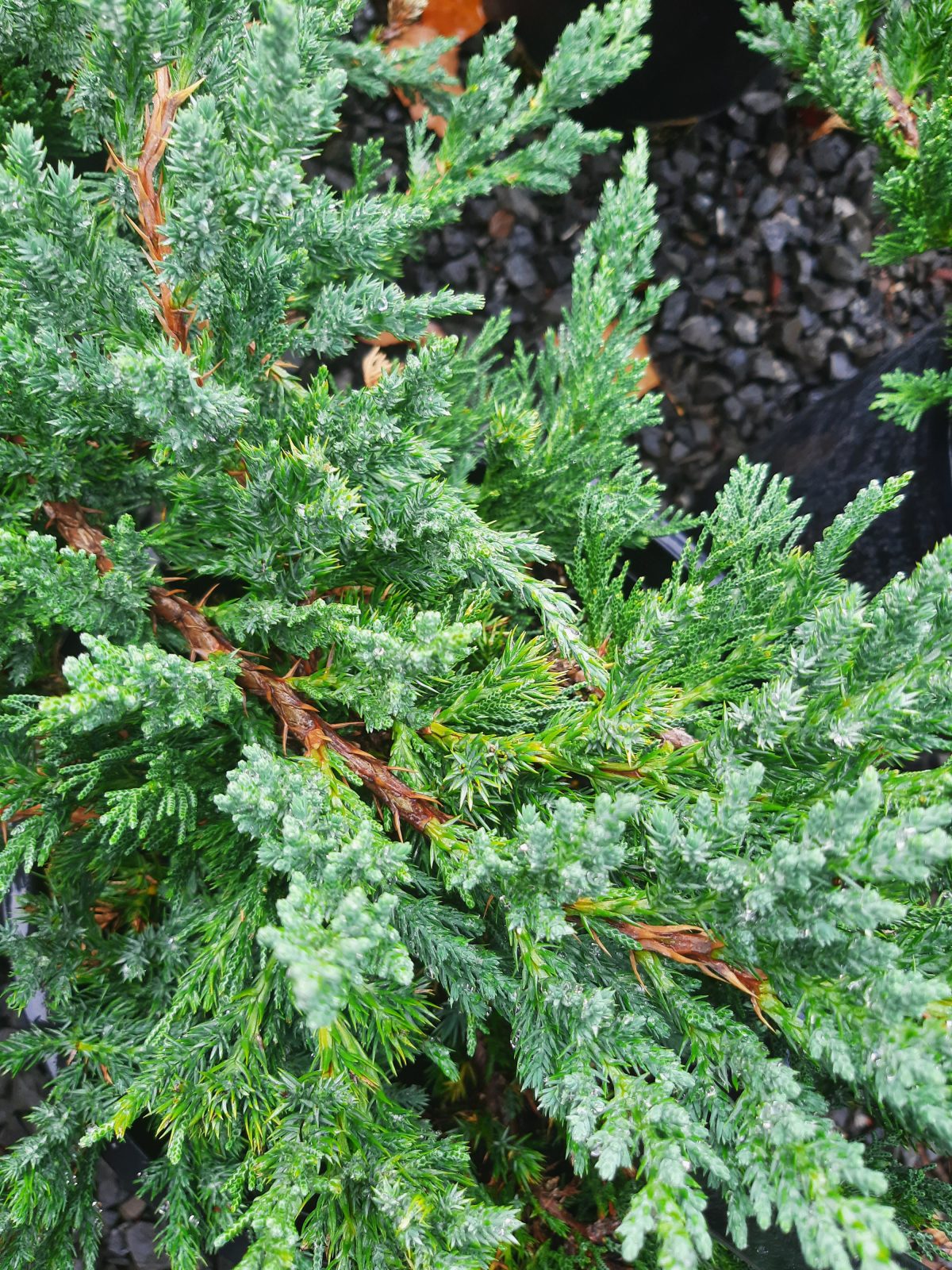 Juniperus chinensis 'Prostrata' | Urban Tree Farm Nursery