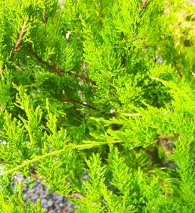 Juniperus chinensis 'Sea Green' SCULPTED | Urban Tree Farm Nursery