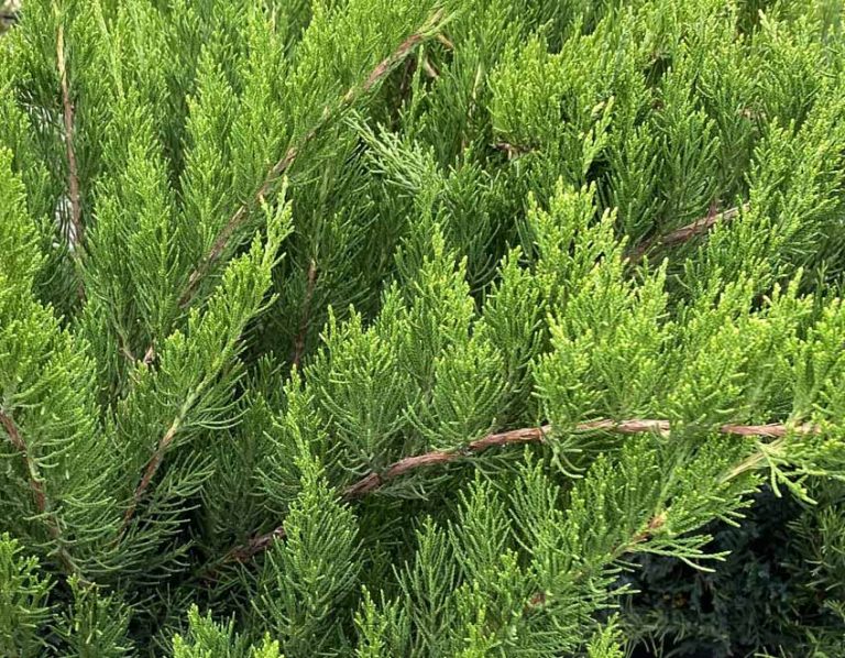 Juniperus chinensis 'Sea Green' | Urban Tree Farm Nursery