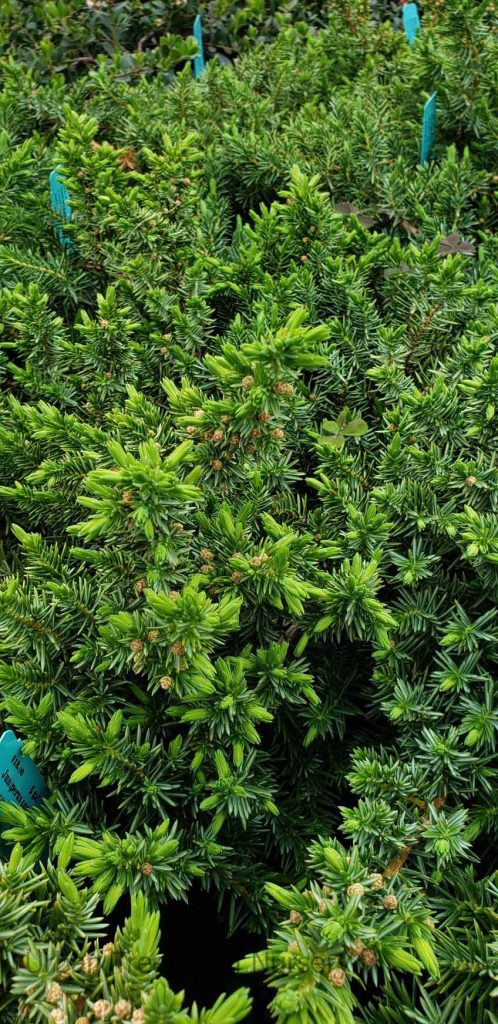 Juniperus conferta 'Blue Pacific' | Urban Tree Farm Nursery