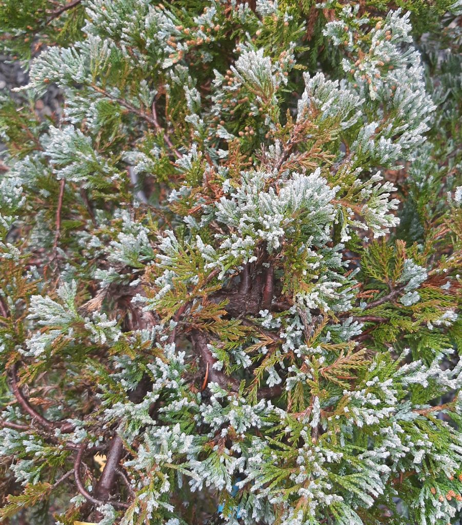 Juniperus horizontalis 'Blue Chip' STD | Urban Tree Farm Nursery