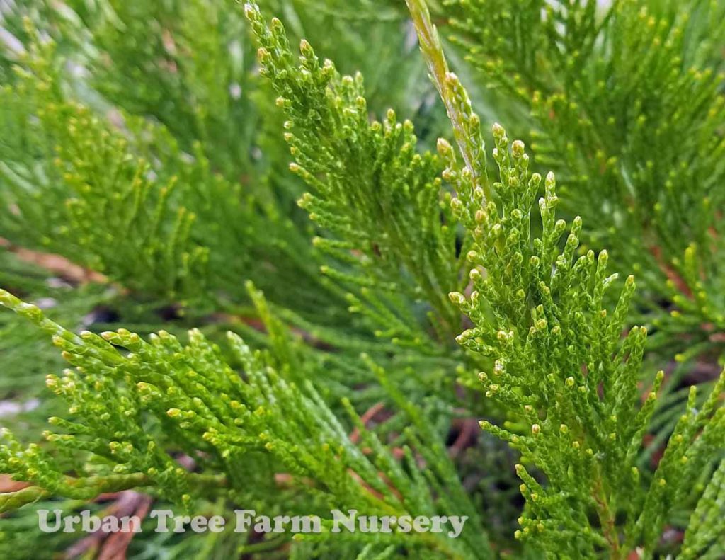 Juniperus sabina 'Buffalo' | Urban Tree Farm Nursery