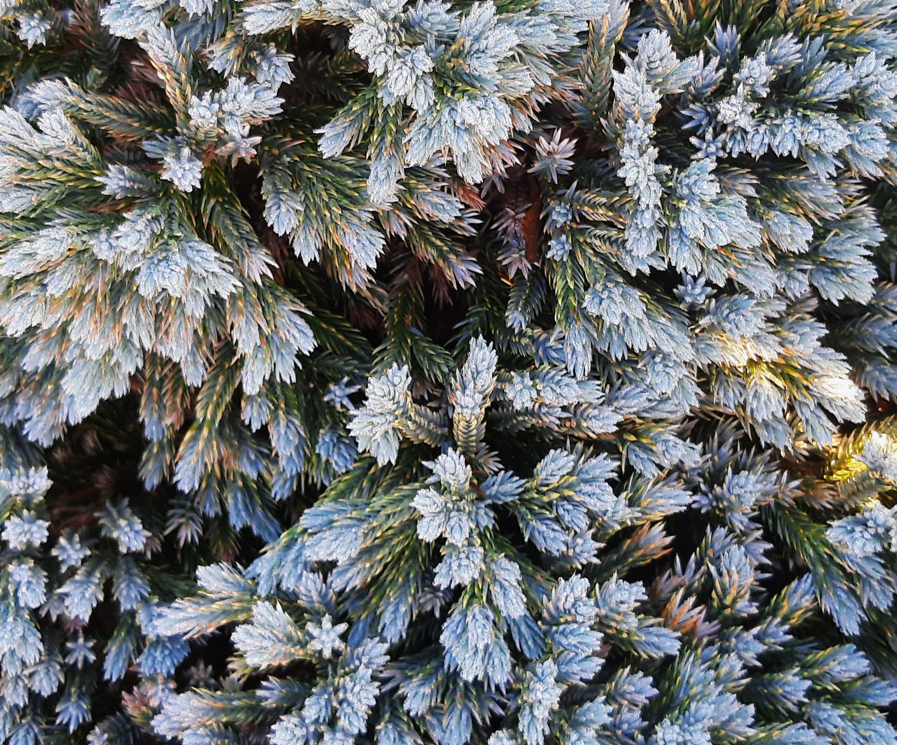 Juniperus squamata 'Blue Star' STD | Urban Tree Farm Nursery