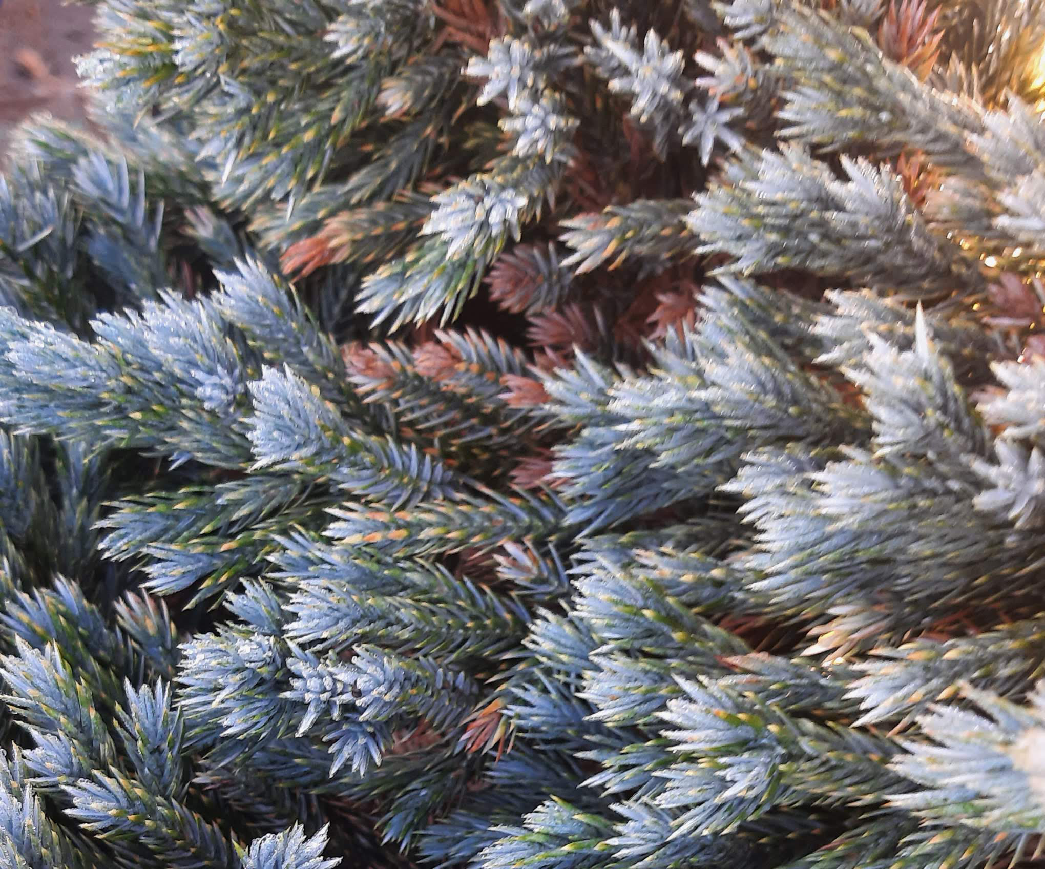 Juniperus squamata 'Blue Star' STD | Urban Tree Farm Nursery