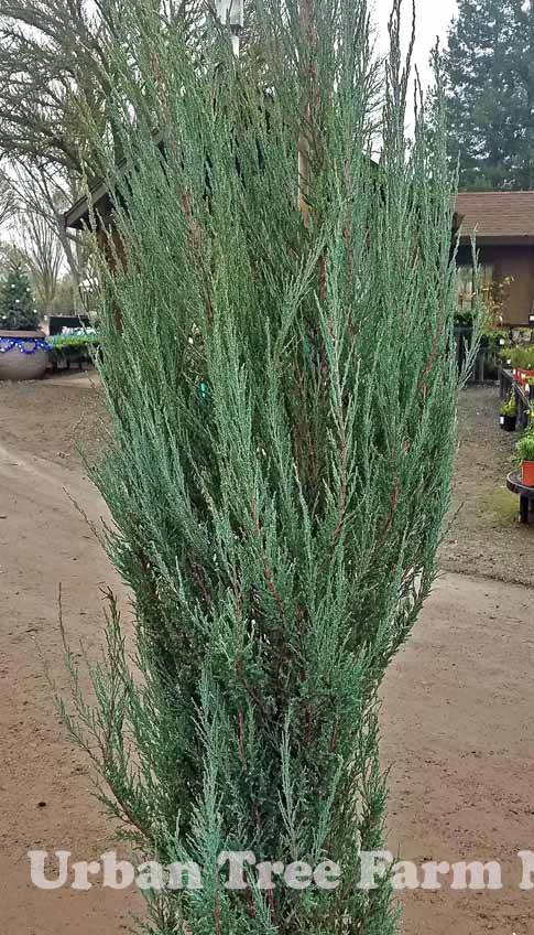 Juniperus virginiana 'Blue Arrow' | Urban Tree Farm Nursery