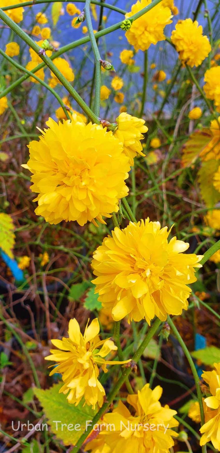 Kerria japonica 'Pleniflora' | Urban Tree Farm Nursery