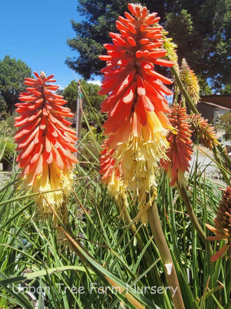 Kniphofia galpinii 'Orange Flame' | Urban Tree Farm Nursery