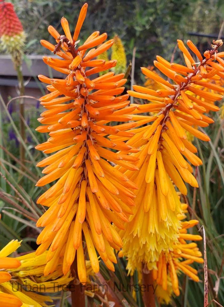 Kniphofia uvaria 'Dorset Sentry' | Urban Tree Farm Nursery