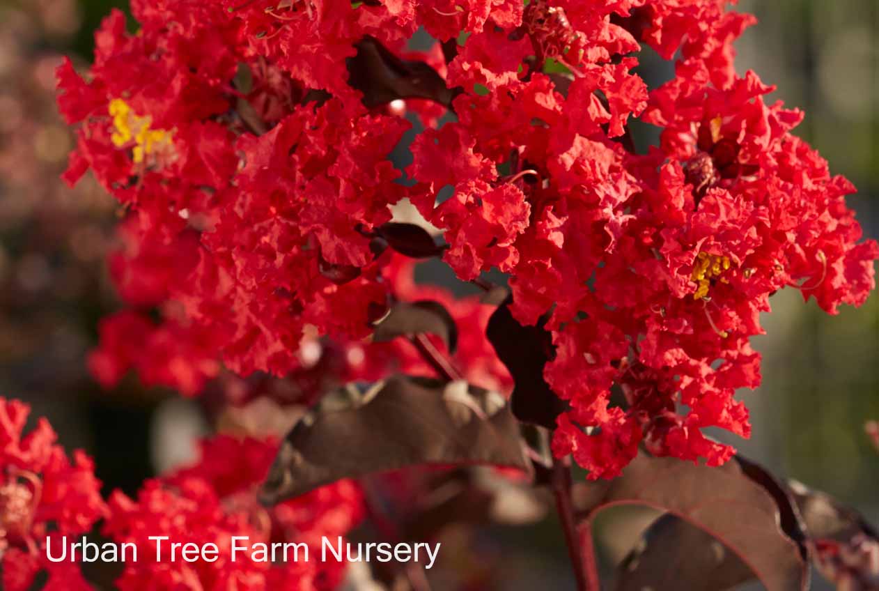 Lagerstroemia 'Black Diamond Best Red' | Urban Tree Farm Nursery