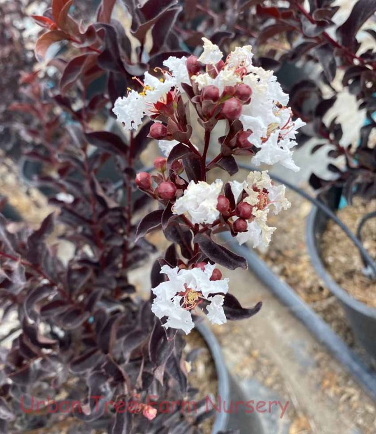 Lagerstroemia 'Black Diamond Crystalline' | Urban Tree Farm Nursery