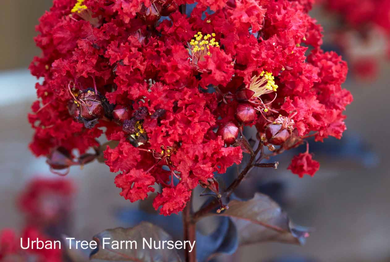 Lagerstroemia 'Black Diamond Red Hot' | Urban Tree Farm Nursery