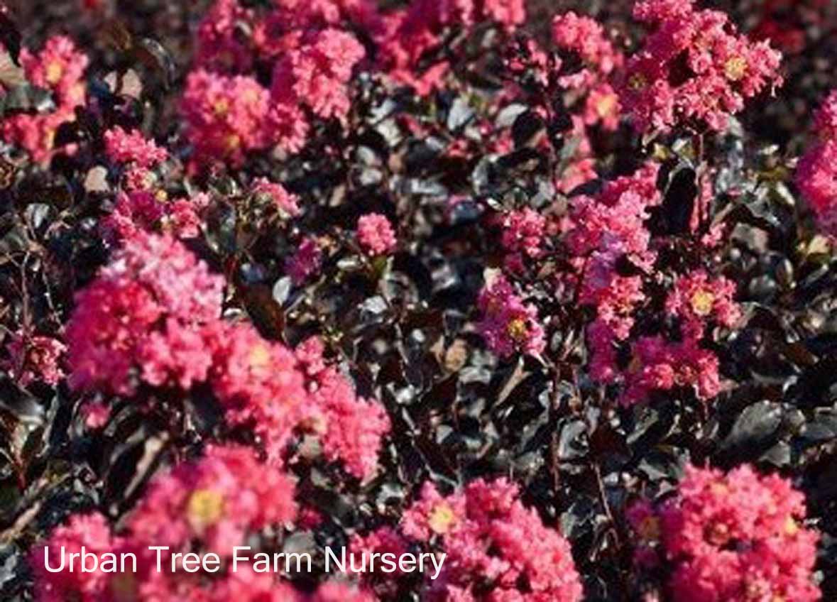 Lagerstroemia 'Black Diamond Shell Pink' | Urban Tree Farm Nursery