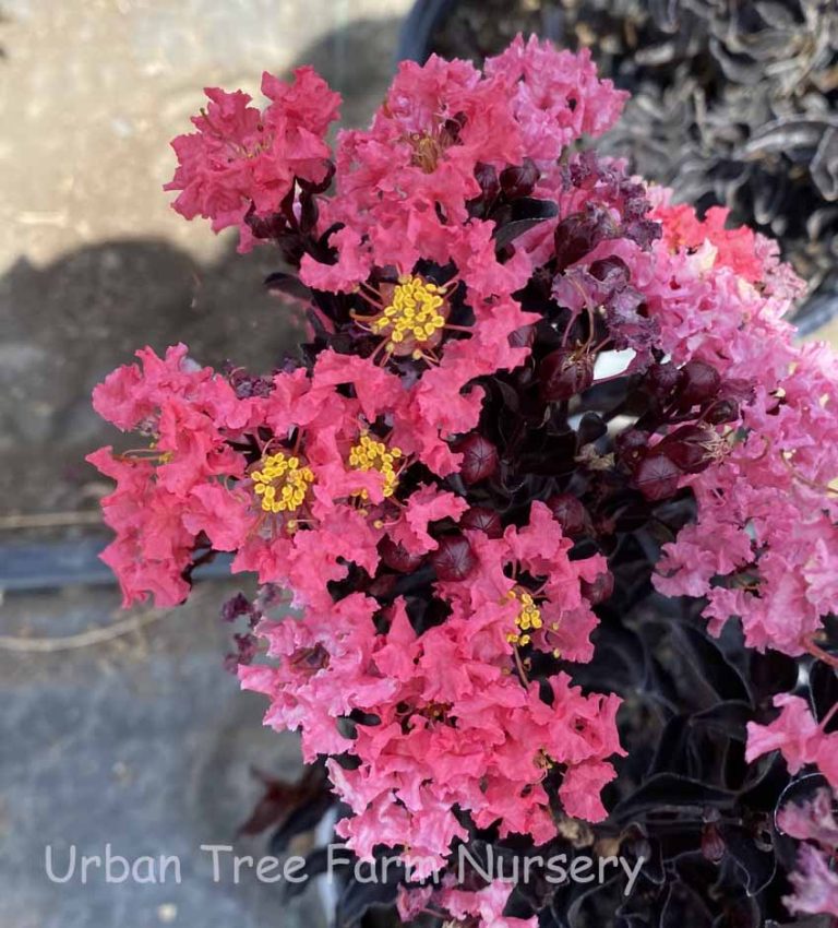 Lagerstroemia 'Center Stage Coral' | Urban Tree Farm Nursery