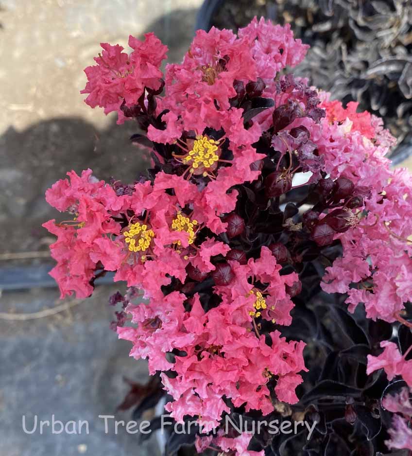 Lagerstroemia 'Center Stage Coral' | Urban Tree Farm Nursery