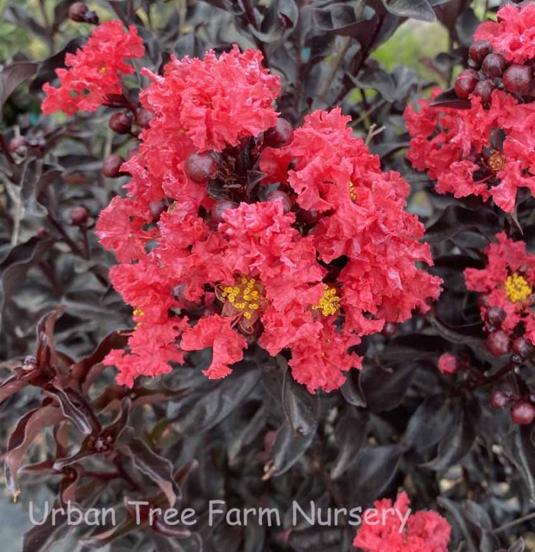 Lagerstroemia 'Center Stage Red' | Urban Tree Farm Nursery