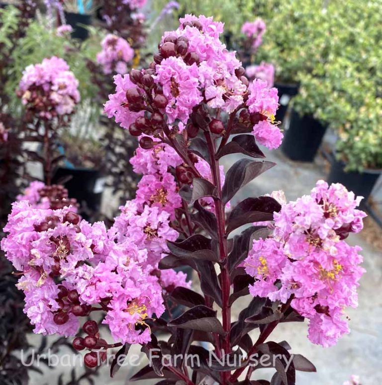 Lagerstroemia 'Delta Eclipse' | Urban Tree Farm Nursery