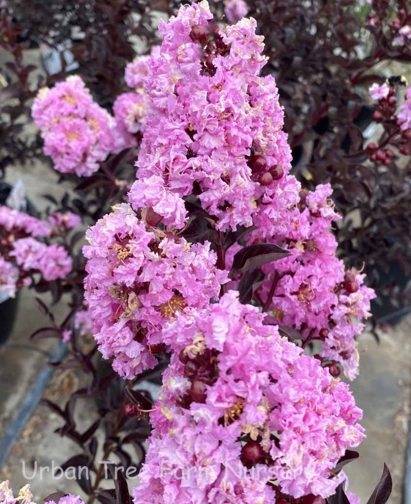 Lagerstroemia 'Delta Eclipse' | Urban Tree Farm Nursery