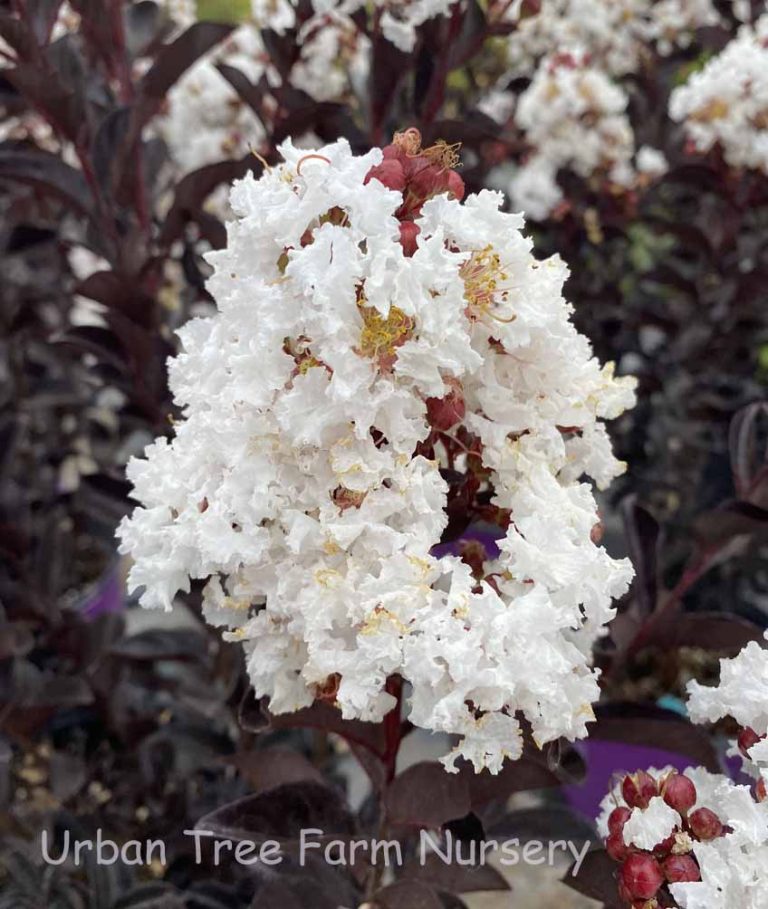 Lagerstroemia 'Lunar Magic' | Urban Tree Farm Nursery