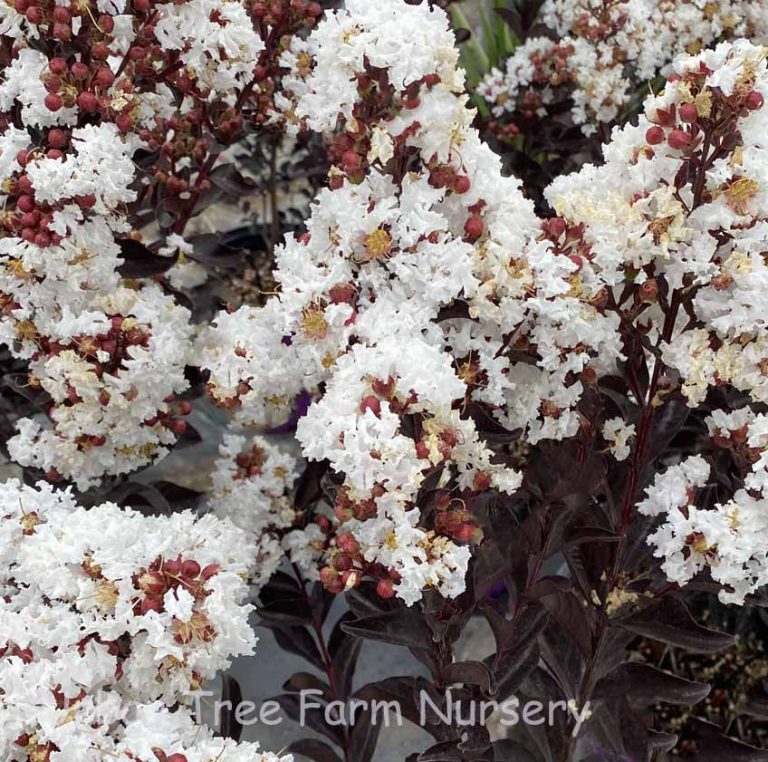 Lagerstroemia 'Lunar Magic' | Urban Tree Farm Nursery