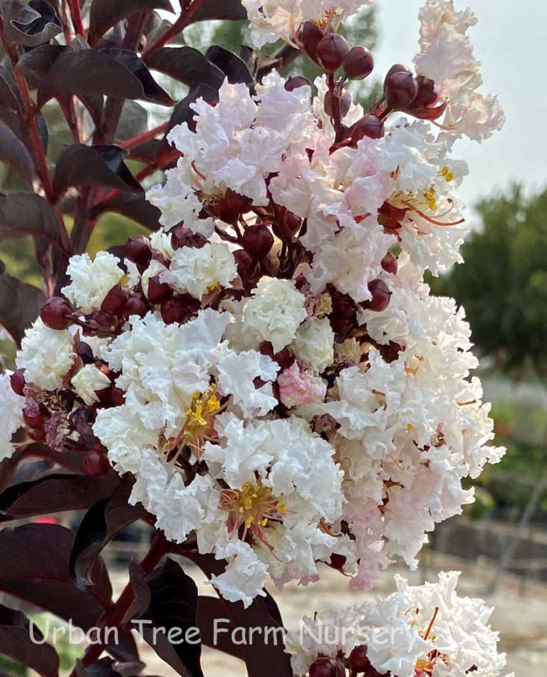 Lagerstroemia 'Moonlight Magic' STD | Urban Tree Farm Nursery