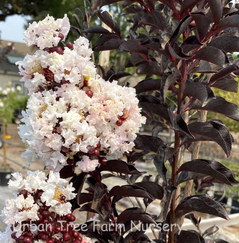 Lagerstroemia 'Moonlight Magic' STD | Urban Tree Farm Nursery