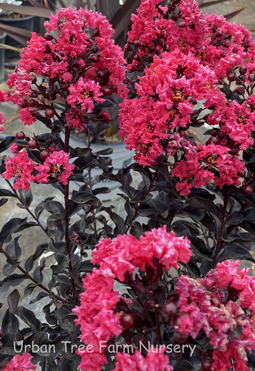Lagerstroemia 'Moonlight Magic' | Urban Tree Farm Nursery
