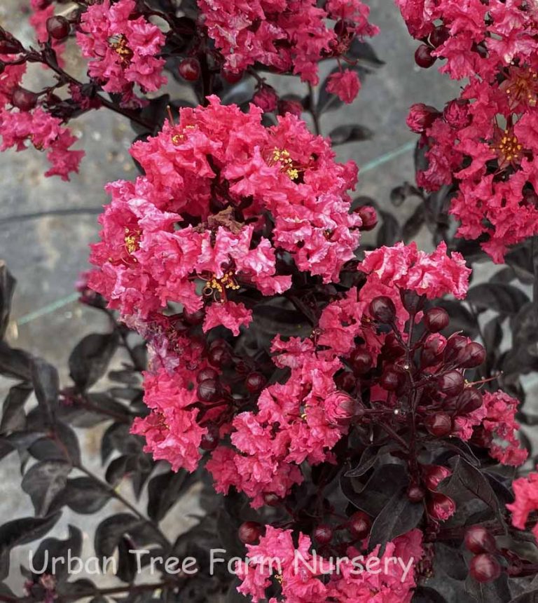 Lagerstroemia 'Moonlight Magic' | Urban Tree Farm Nursery
