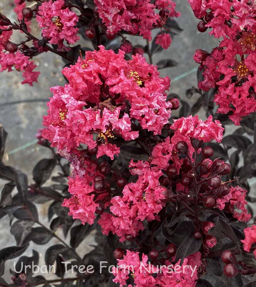 Lagerstroemia 'Moonlight Magic' | Urban Tree Farm Nursery