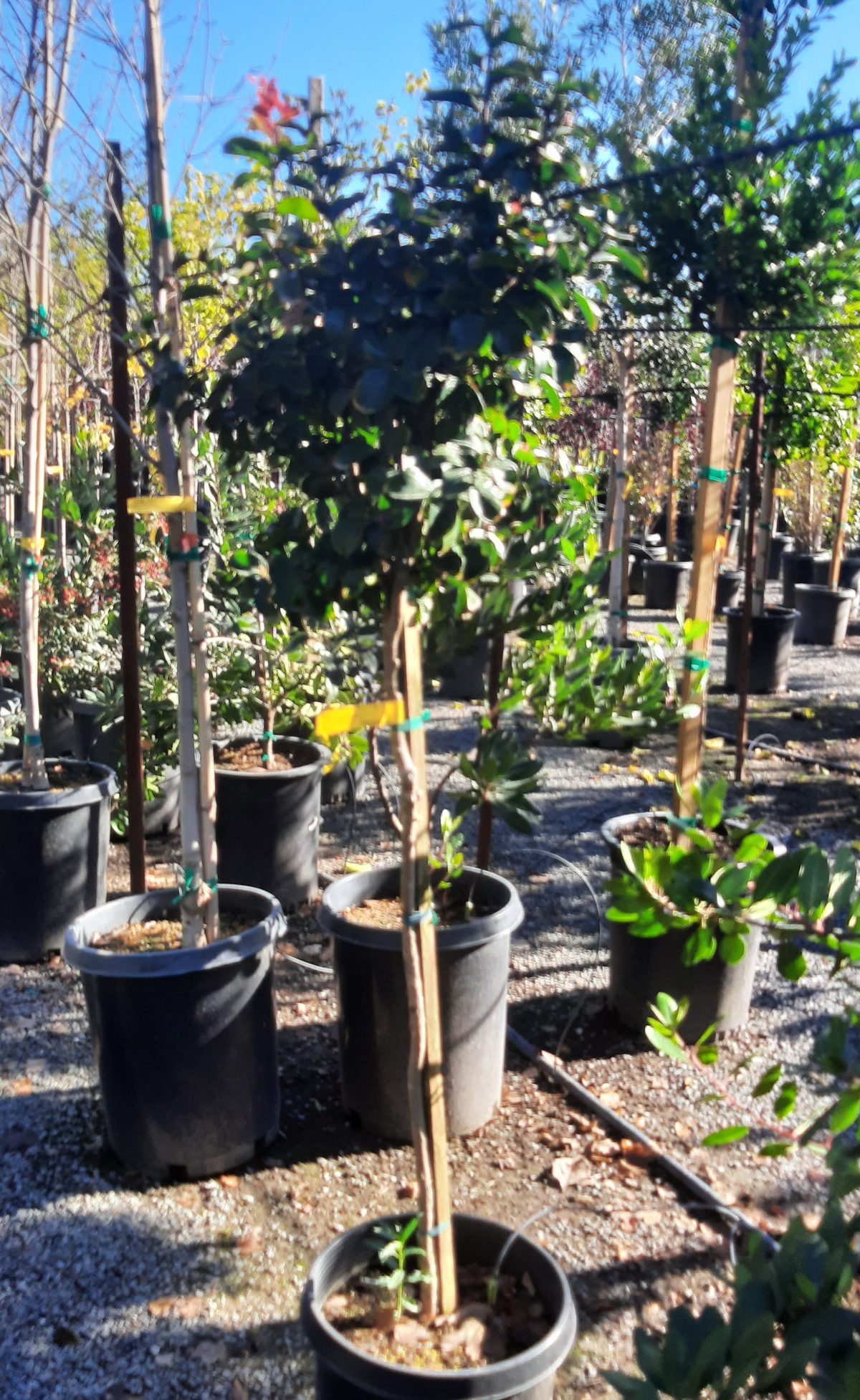 Lagerstroemia 'Purple Magic' STD | Urban Tree Farm Nursery