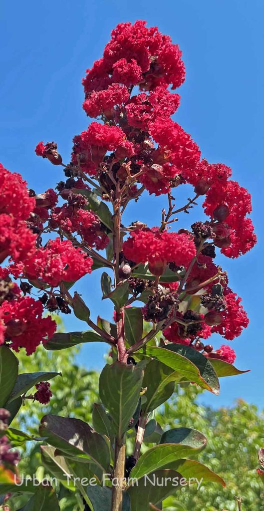 Lagerstroemia 'Ruffled Red Magic' STD | Urban Tree Farm Nursery