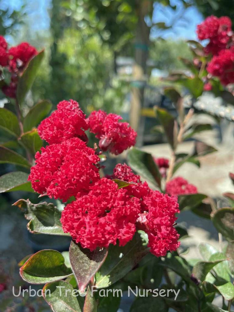 Lagerstroemia 'Ruffled Red Magic' STD | Urban Tree Farm Nursery