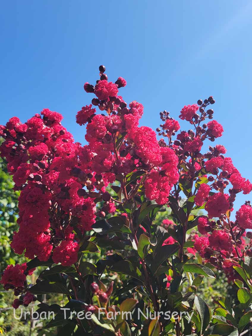 Lagerstroemia 'Ruffled Red Magic' | Urban Tree Farm Nursery