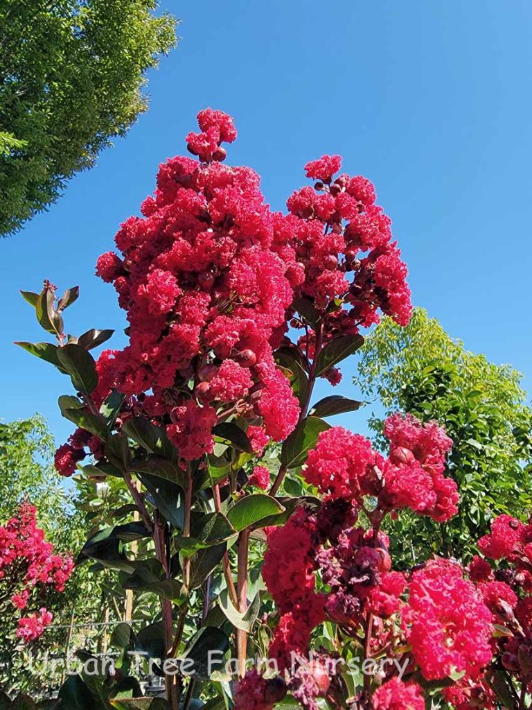 Lagerstroemia 'Ruffled Red Magic' | Urban Tree Farm Nursery