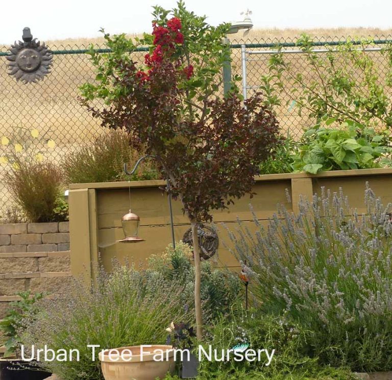 Lagerstroemia indica 'Dynamite' STD | Urban Tree Farm Nursery