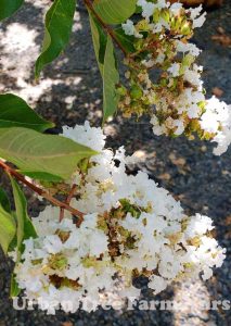Lagerstroemia indica 'Natchez' | Urban Tree Farm Nursery