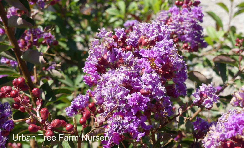 Lagerstroemia indica 'Petite Orchid' | Urban Tree Farm Nursery