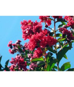 Lagerstroemia indica 'Red Rocket' STD | Urban Tree Farm Nursery