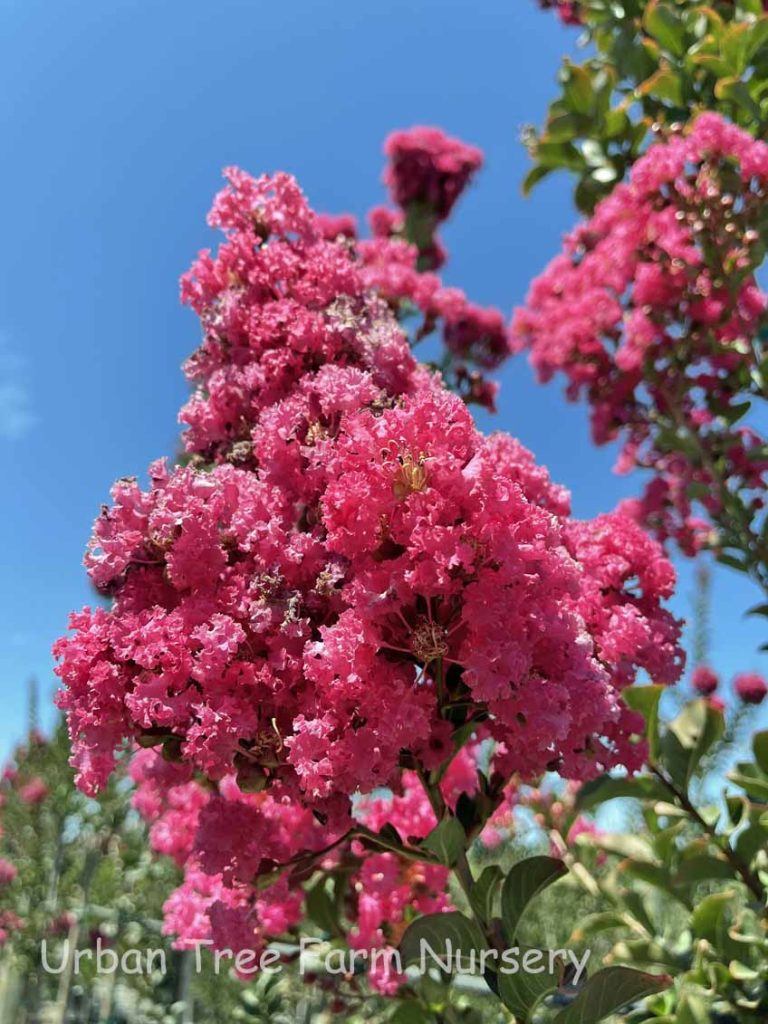 Lagerstroemia indica 'Tuscarora' | Urban Tree Farm Nursery