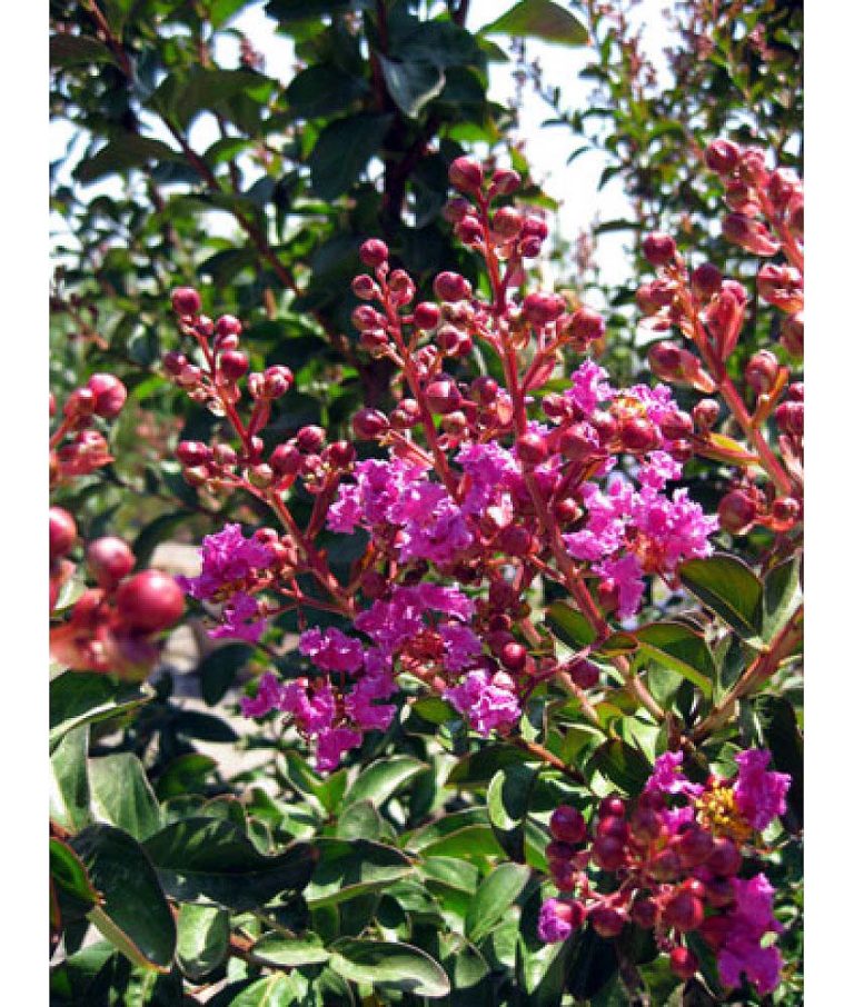 Lagerstroemia indica 'Twilight' STD | Urban Tree Farm Nursery