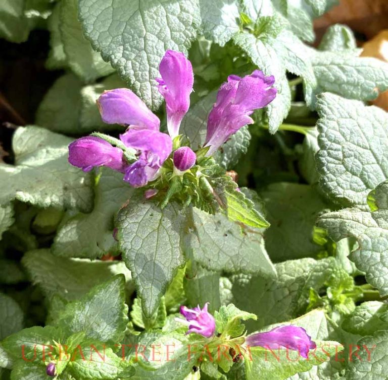 Lamium maculatum 'Beacon Silver' | Urban Tree Farm Nursery