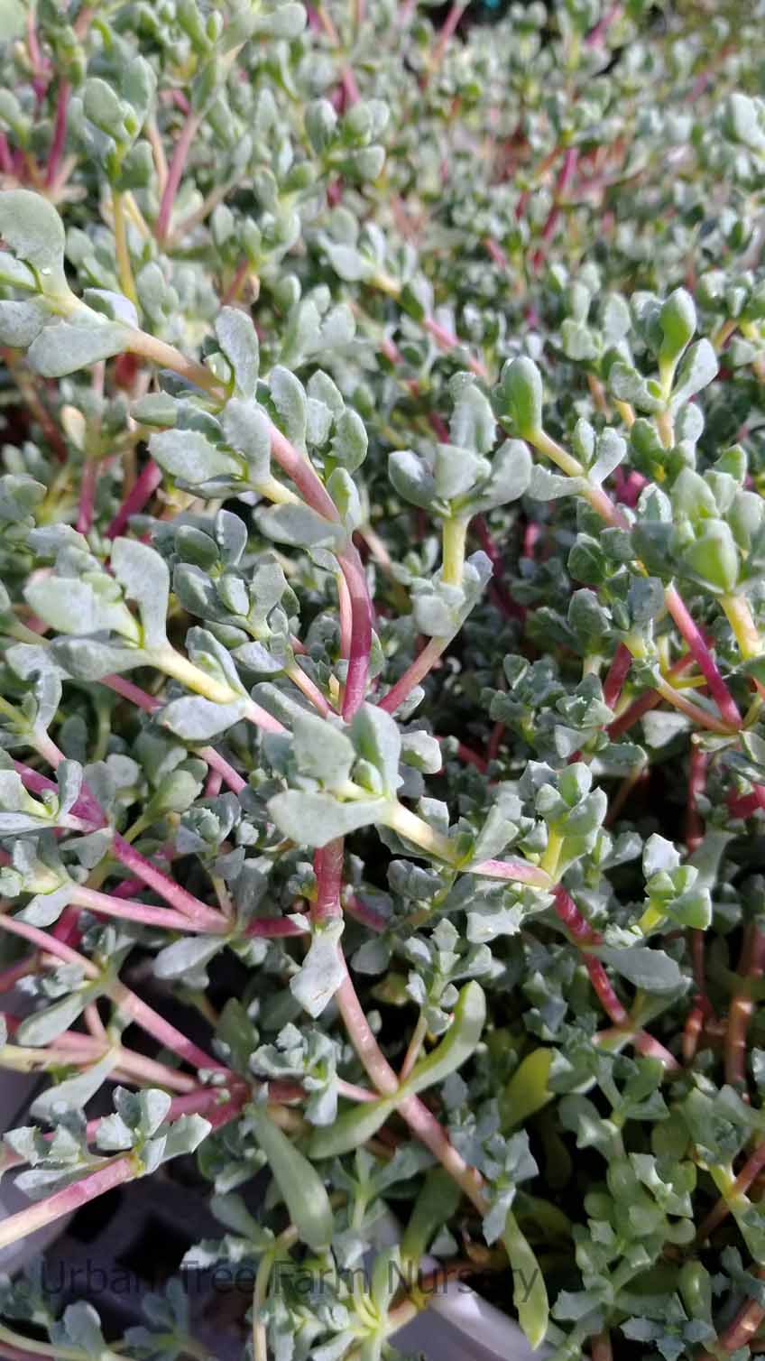 Lampranthus (Oscularia) deltoides | Urban Tree Farm Nursery