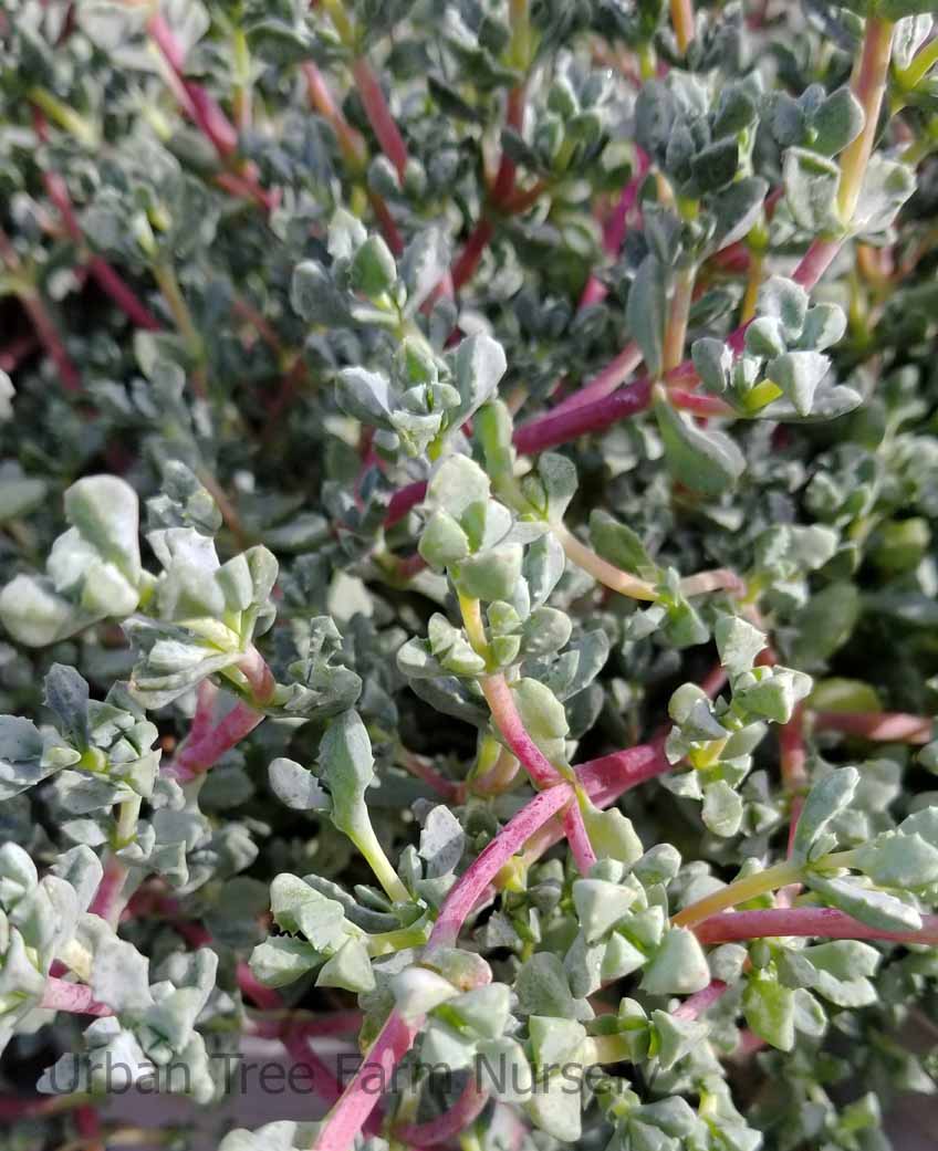 Lampranthus (Oscularia) deltoides | Urban Tree Farm Nursery