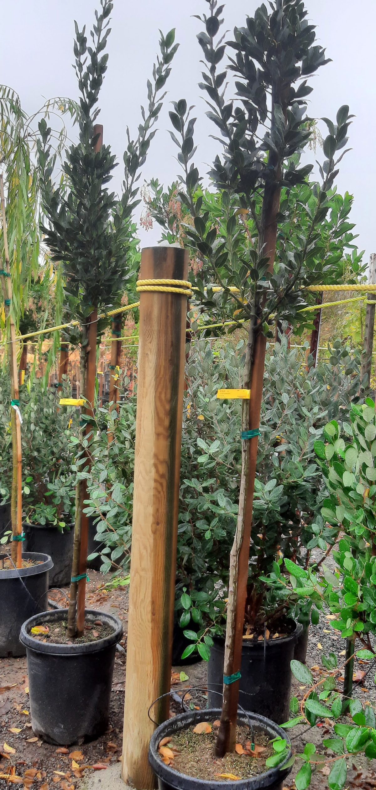 Laurus nobilis STD | Urban Tree Farm Nursery