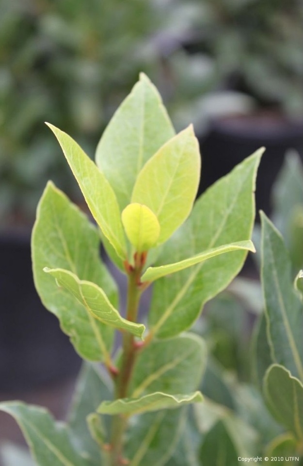 Laurus nobilis STD | Urban Tree Farm Nursery