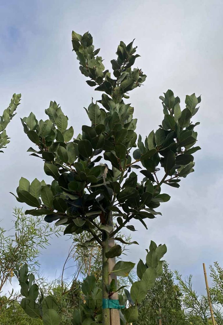 Laurus nobilis 'Saratoga' STD | Urban Tree Farm Nursery