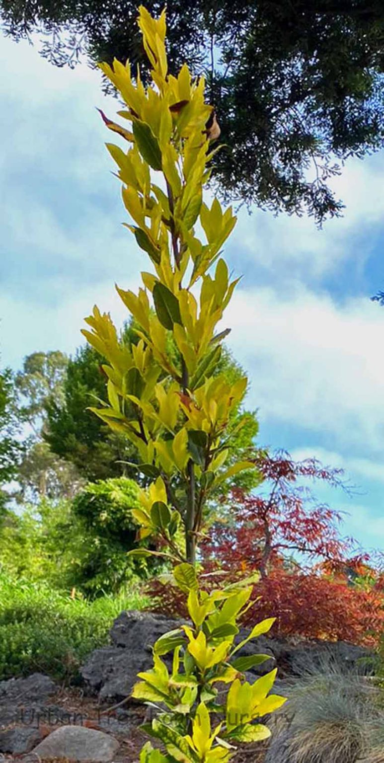 Laurus nobilis 'Sicilian Sunshine' | Urban Tree Farm Nursery