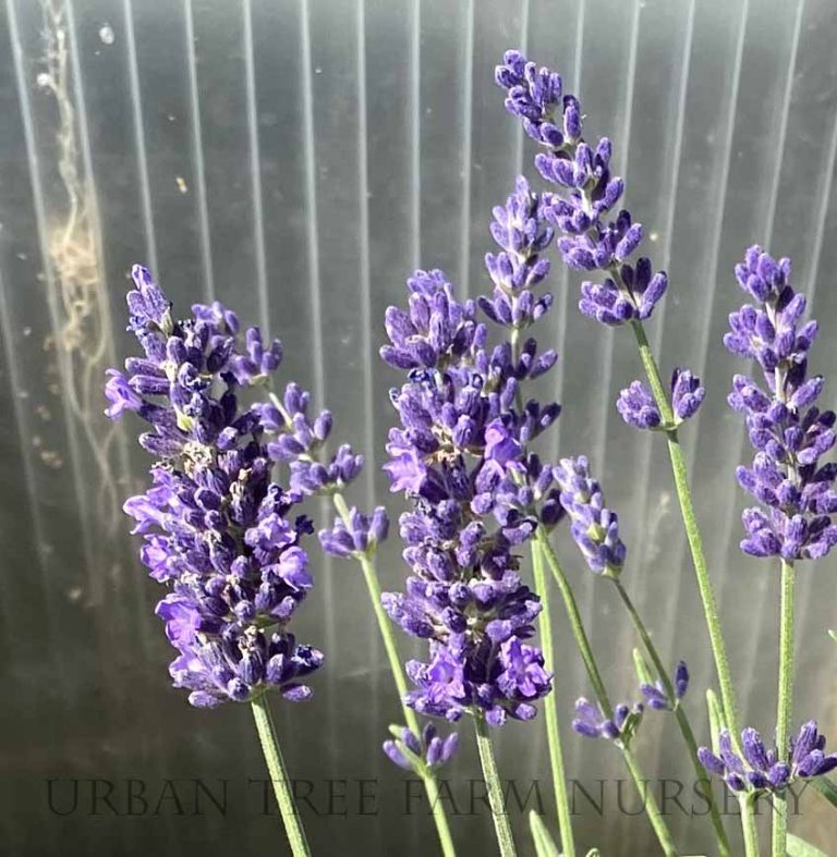 Lavandula angustifolia 'SuperBlue' | Urban Tree Farm Nursery